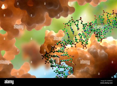 Dna And Protein Interaction At Molecular Level Dna Binding Proteins