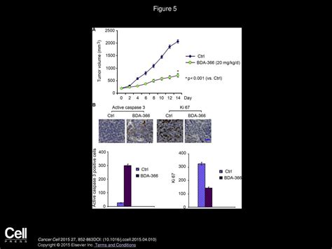 Small Molecule Bcl2 Bh4 Antagonist For Lung Cancer Therapy Ppt Download