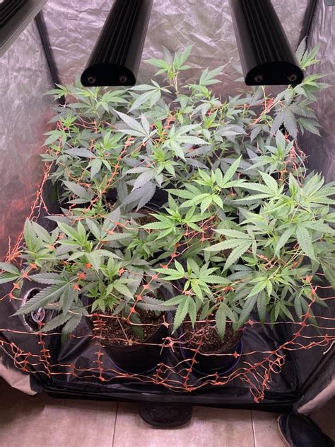 Red Scrog Y A Florar R Argentos