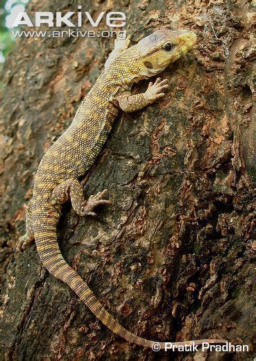 Yellow Monitor Alchetron The Free Social Encyclopedia