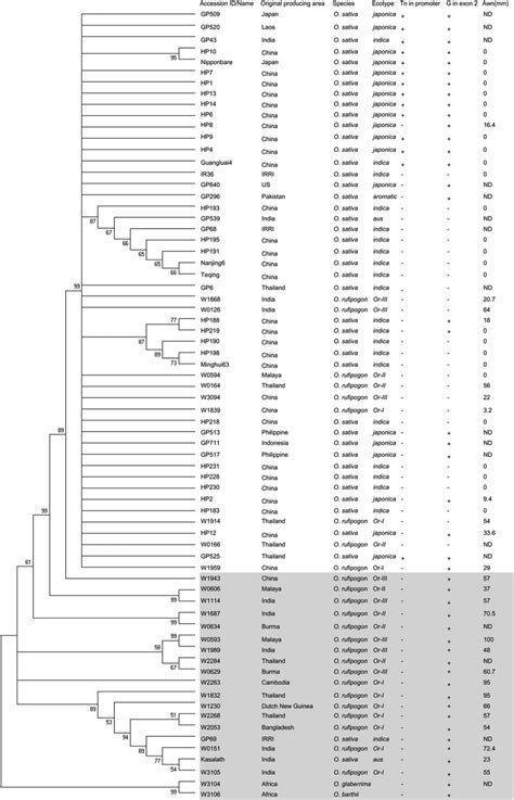 Phylogenetic Tree Of An 1 In Rice Download Scientific Diagram