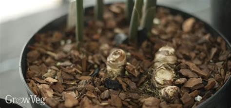 Ginger Masterclass Plant Once Harvest Forever