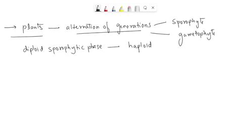 Solved In The Alternation Of Generations Life Cycle Fertilization