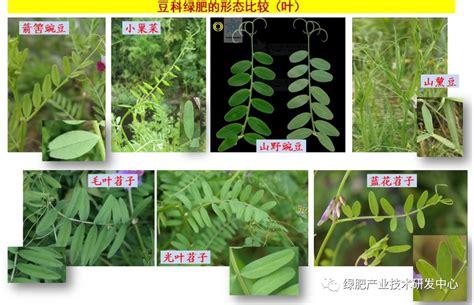 转载：绿肥科普典型野豌豆属绿肥作物性状、起源与利用 知乎