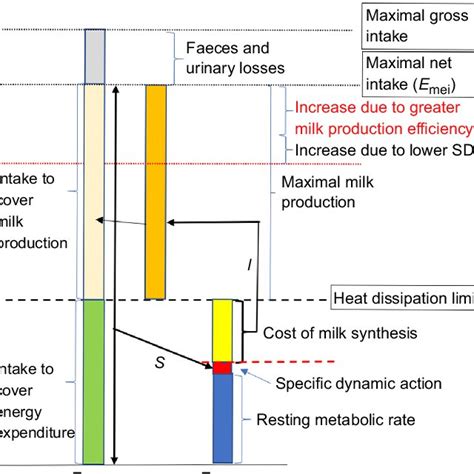 schematic diagram illustrating a revised mathematical modelbased on