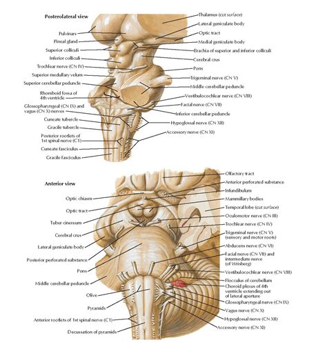 Brain Stem Anatomy Pediagenosis