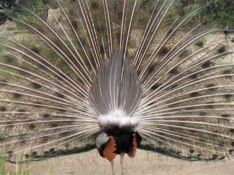 Peacock Free Photo Download Freeimages