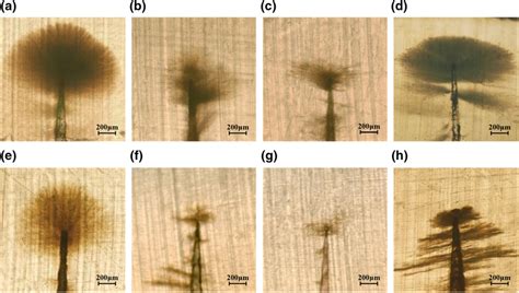 Water‐tree Morphology Of Pe Crosslinked Polyethylene Xlpe And Their Download Scientific