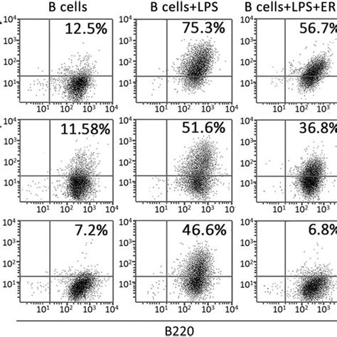 Differential Inhibition Of B Cell Maturation Costimulatory Marker