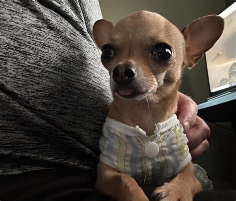 My Nicky Is Such A Cutie R Chihuahua