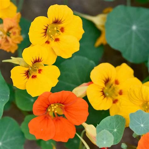 18 Edible Flowers That Taste Better Than They Look Plantisima