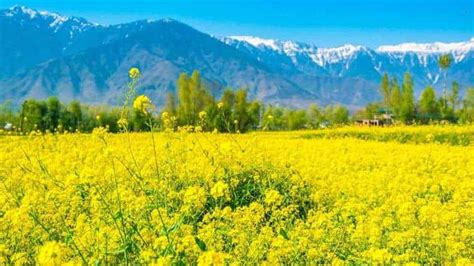 Sowing Of Rabi Crops Especially Mustard Begins Zee Business