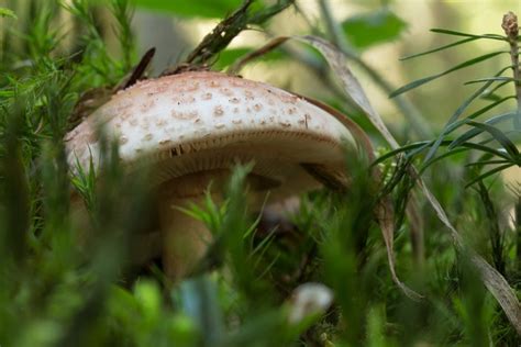 986239 Forest Fall Mushroom Nature Fungus Moss Leaves Rare