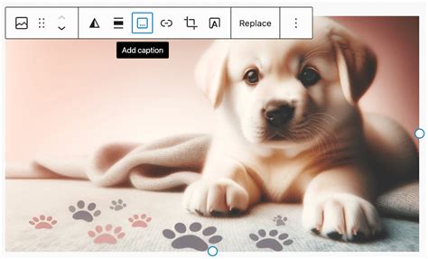 How To Add Interactive Wordpress Image Captions