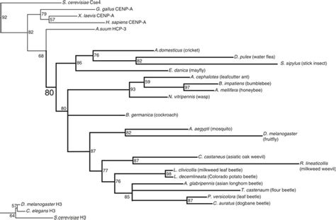 Figures And Data In Recurrent Loss Of CenH3 Is Associated With