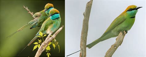 27 Common Birds That Are Found In China 2025 Bird Watching Hq
