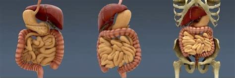 I Love Biomedicine Fisiologia Trato Gastrointestinal TGI