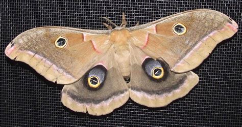 List Of Moths In Eastern North America With Some Photos