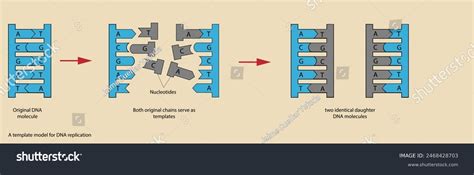 Diagram Template Model Dna Replication Stock Illustration 2468428703 Shutterstock