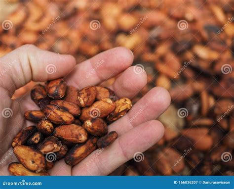 Cocoa Beans As A Whole Before Being Grinded Stock Image Image Of Stages Cacao