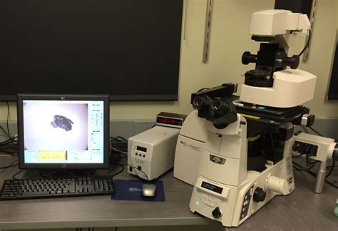 Laser Capture Microdissection Lcm Core Cor²e Uconn Center For