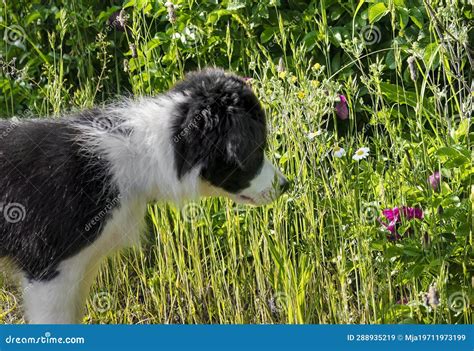 Little Border Collie Discovers The World Stock Image Image Of Time