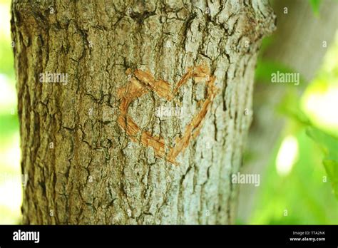 Heart Carved In Tree Close Up Stock Photo Alamy