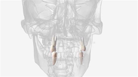 Mandibular Second Premolar Maxillary First Premolar Stock Video Video