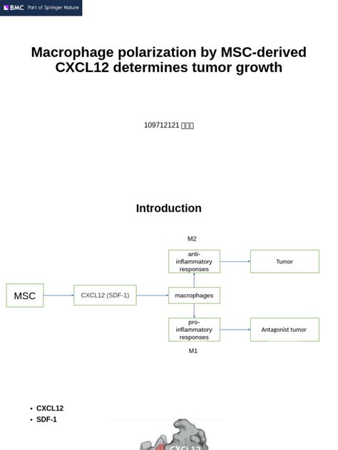 Macrophage Polarization By Msc Derived Cxcl12 Determines Tumor Growth