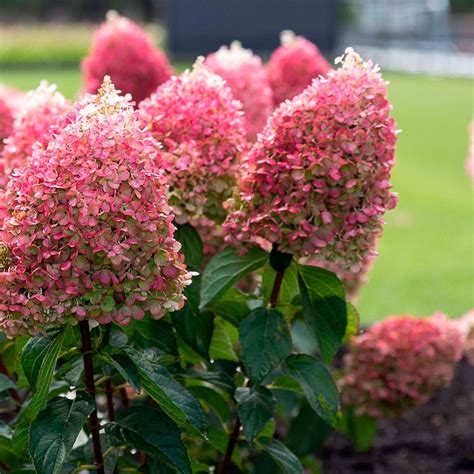 Kaufen Sie Jetzt Zierstrauch Rispenhortensie Hydrangea Living Pinky