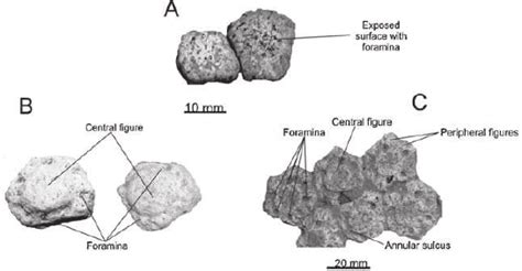Morphology Of The Exposed Surface Of The Osteoderms In Earlier A And