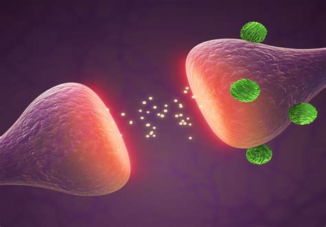 Female Sex Hormones Reduced Fentanyl Use In Rats The Scientist