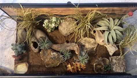 Naturalistic Leopard Gecko Terrarium