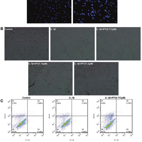 In Vivo Anti Tumor Effects Of Bay 11 7082 On Xenograft Model Of Human