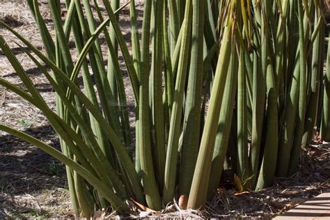 How Fast Do Snake Plants Grow The Practical Planter