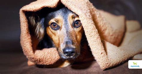 Can A Dog Be Traumatized After Being Attacked