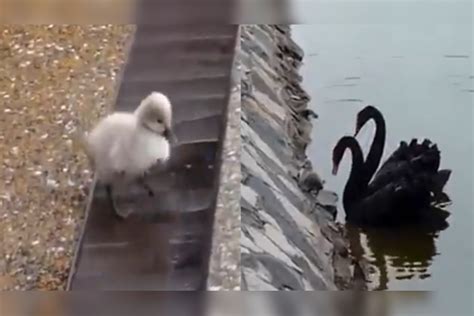 黑天鹅幼崽不敢下水，连爬带滚没躲过路人帮助，最终被迫学会游泳下水路人游泳