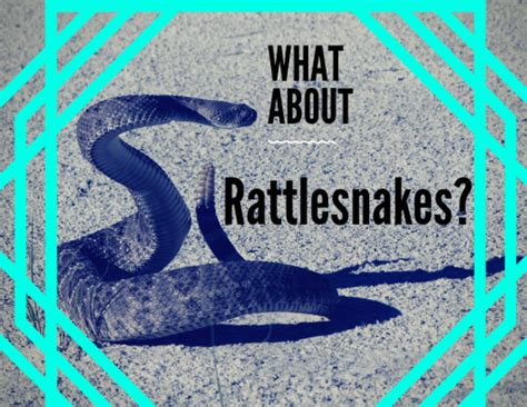 What Do Dreams About Rattlesnakes And Other Snakes Mean Exemplore