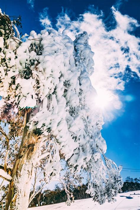 Selwyn Snowfields The Riverina