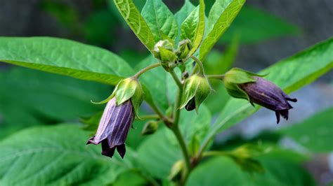 Belladonna Flower