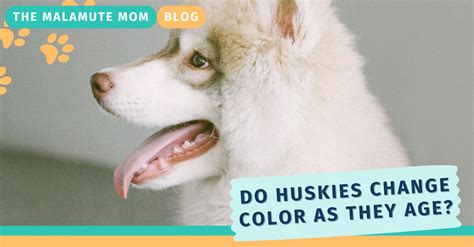 Do Huskies Change Color As They Age Key Reasons
