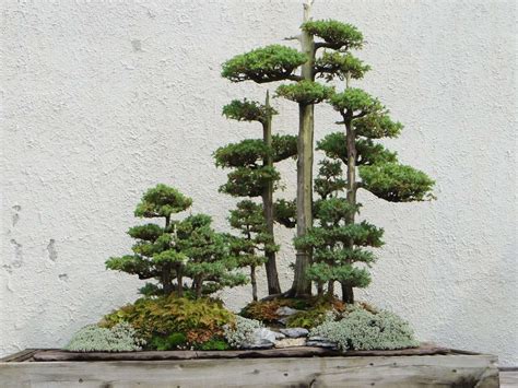 Inicio Hanasu Bonsai