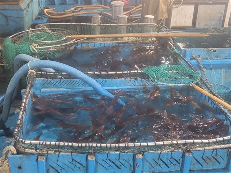 5월5일 산오징어 숭어 대광어 홍게 멍게 해삼 꽃새우 입고당일입찰판매 강원특별자치도 춘천시 석사동 비즈프로필