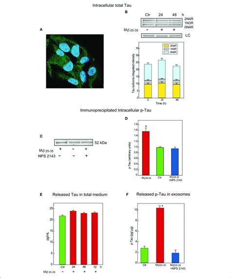 Characterization And Release Of Taup Tau From Human Adult