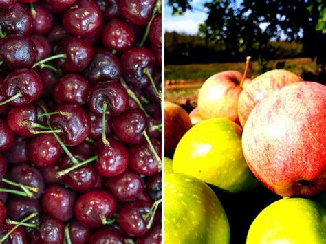 Why Are Girls Posting Cherry Apple On Instagram Know About The Trend Trending And Viral News