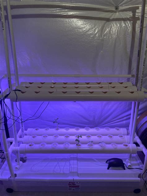 First Hydroponic Setup Worried I Moved The Seedlings Too Early R