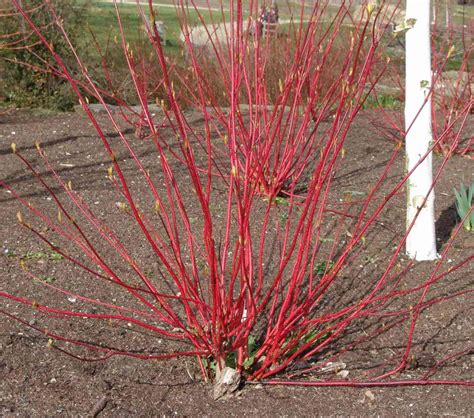 Cornus Alba A Shrub With Radiant Red Winter Stems Planting And Care Tips