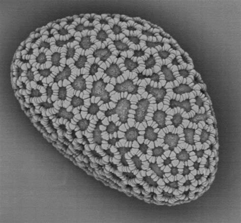 Eudicots The Daily Garden