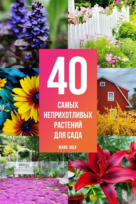 40 Самых неприхотливых растений для сада Растения Дизайн овощного