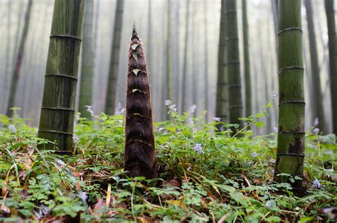 竹笋，莴笋，芦笋的挑选和烹饪，你了解吗？【食材区分】 知乎